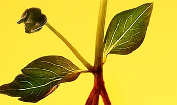 Soy Based Ink | The John Roberts Company